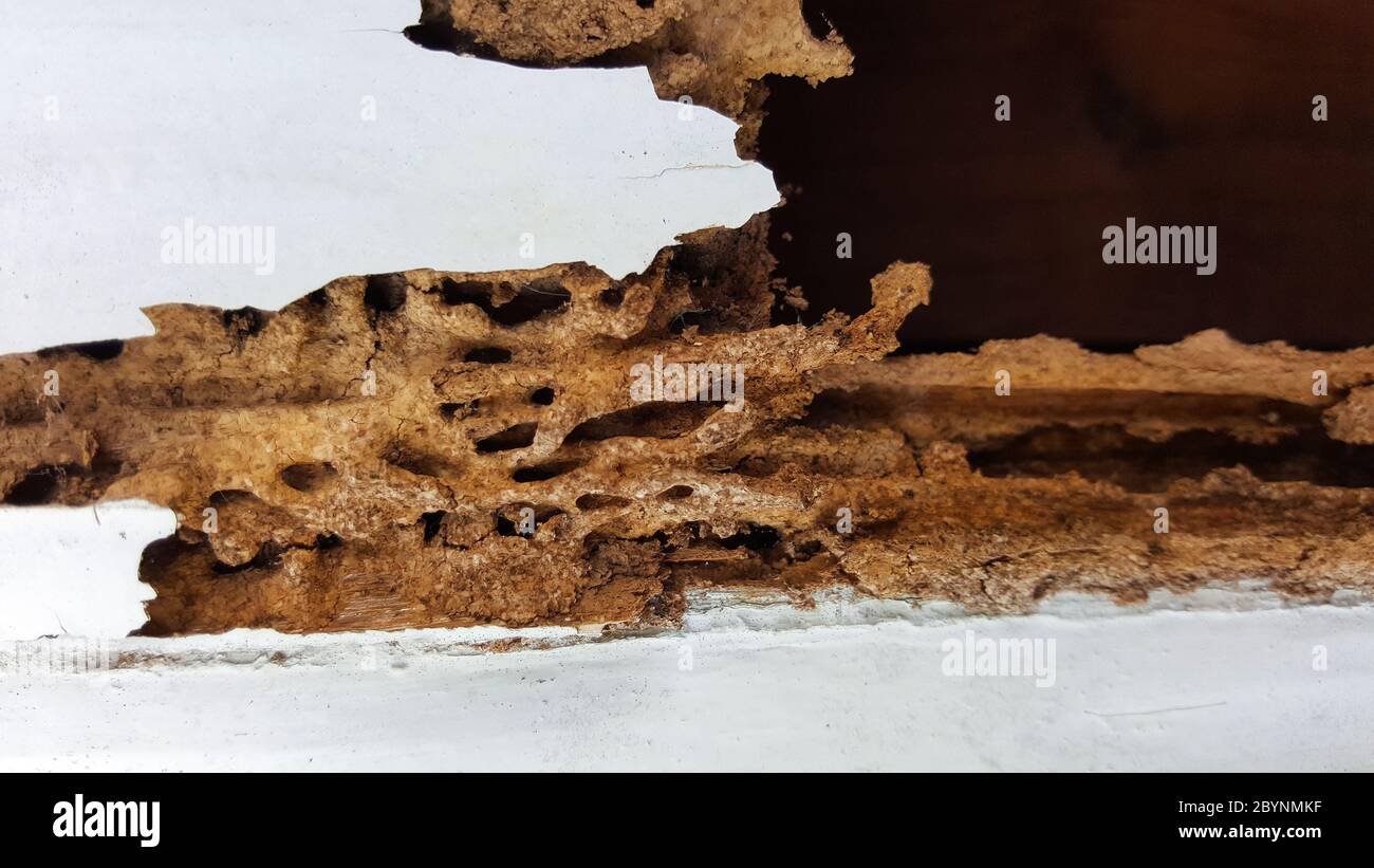 termite wall damage texture background Stock Photo - Alamy