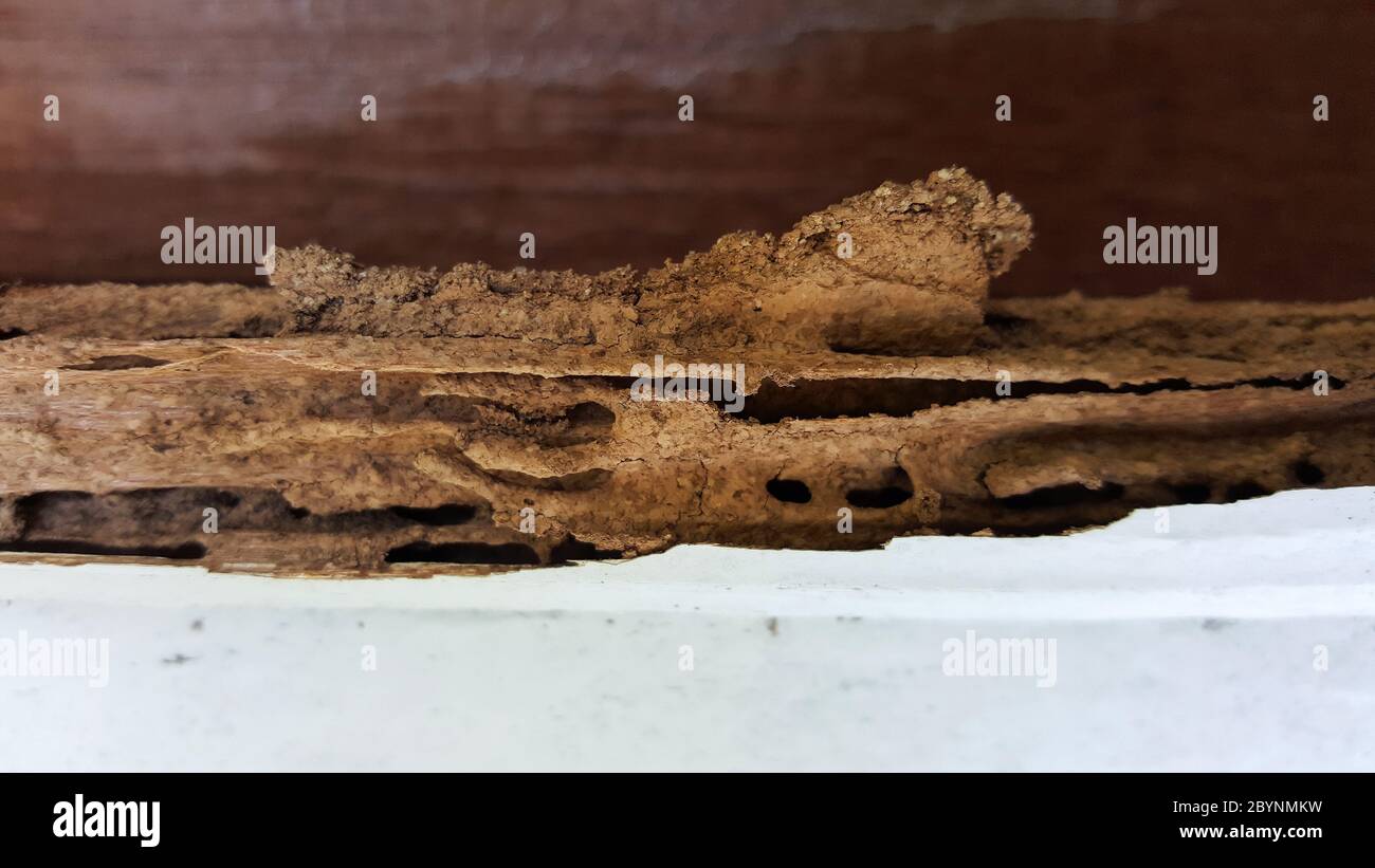 termite wall damage texture background Stock Photo - Alamy