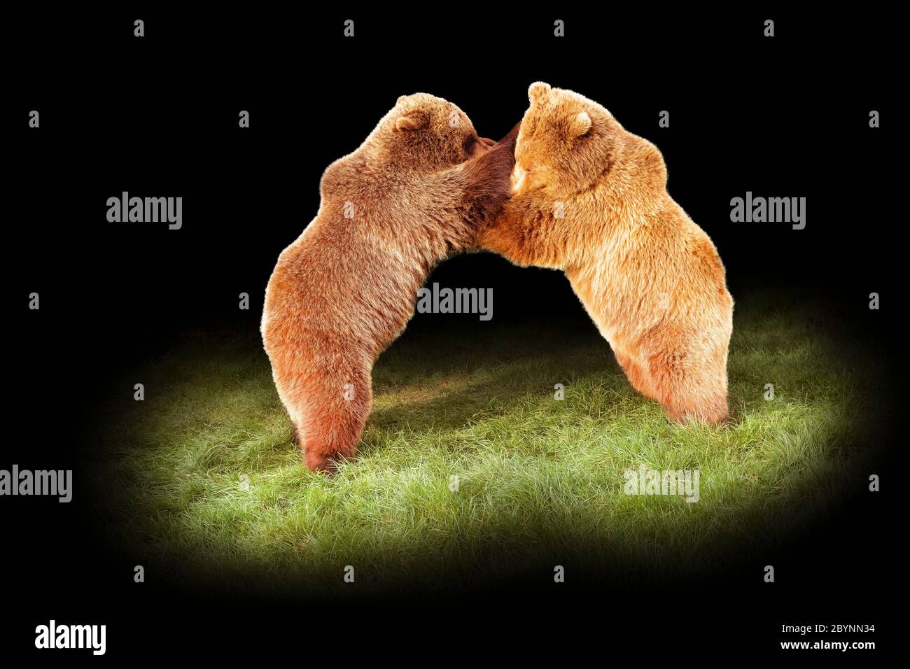 Eurasian brown bear (Ursus arctos arctos) Two Bears Standing Stock ...