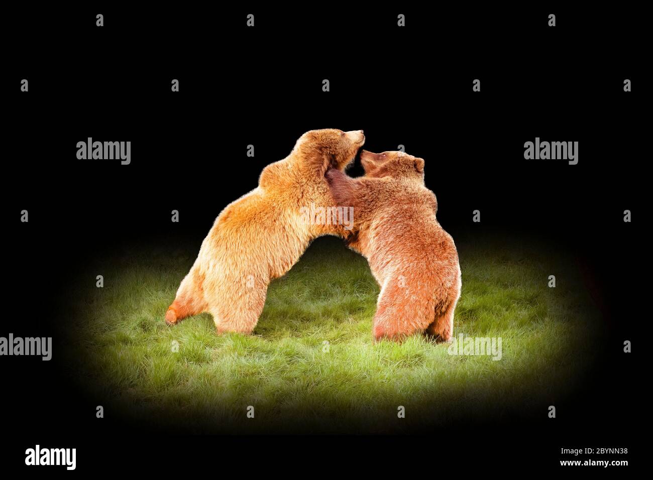 Eurasian brown bear (Ursus arctos arctos) Two Bears Standing Stock ...
