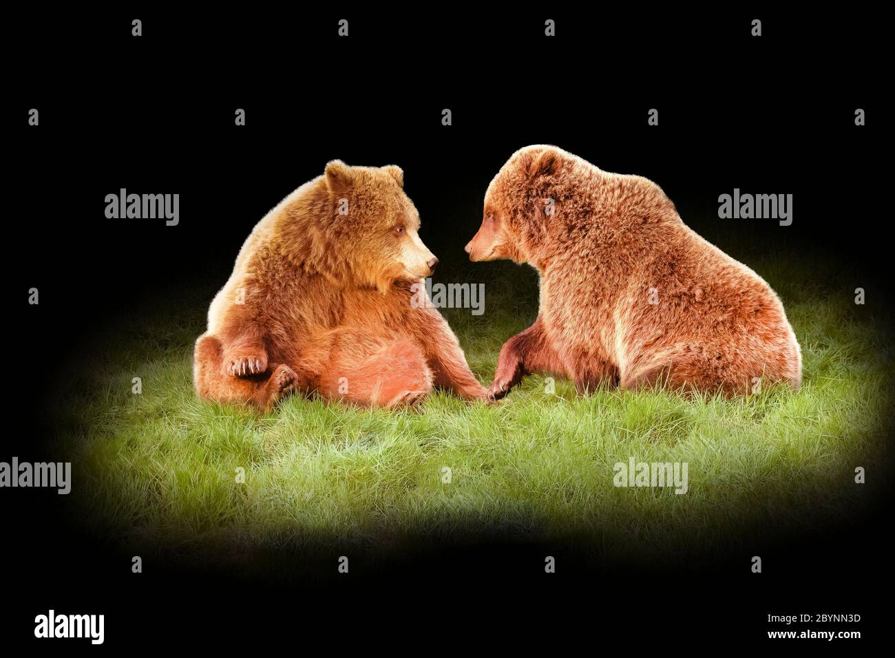 Eurasian brown bear (Ursus arctos arctos) Two Bears Sitting Together ...