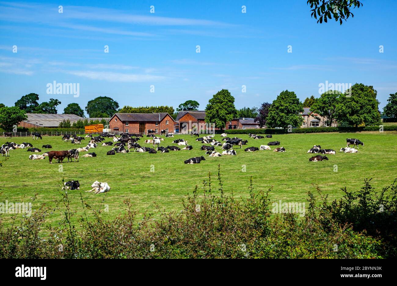 Herd of dairy cows cattle and bull in the rolling Cheshire farmland ...