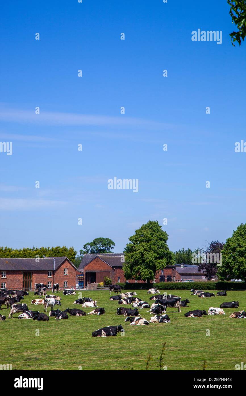 Cattle farming uk landscape hi-res stock photography and images - Alamy