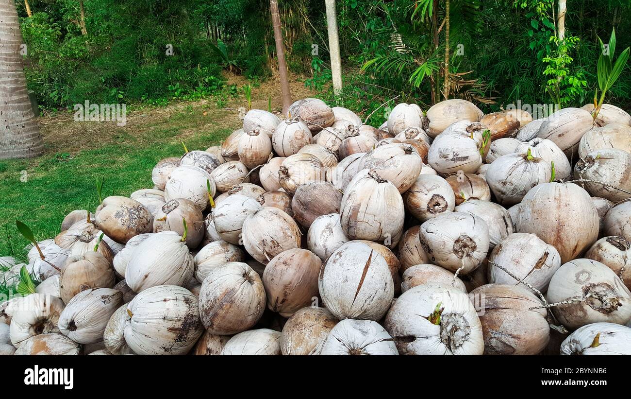 stack of brown coconut in garden Stock Photo - Alamy