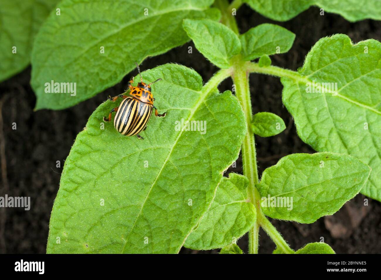 Colorado potato beetle Stock Photo - Alamy