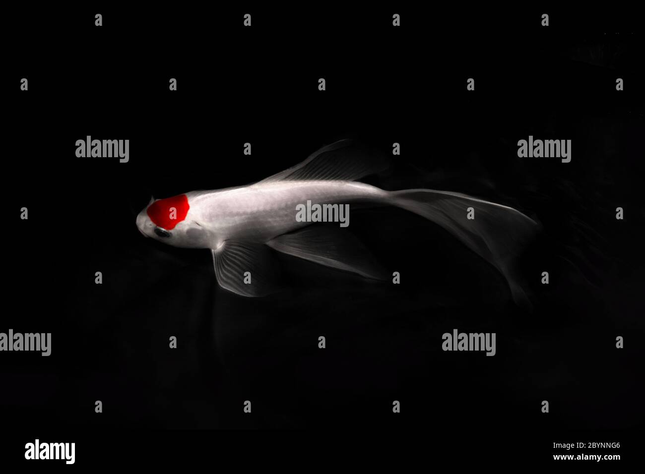 Black comet fish hi-res stock photography and images - Alamy