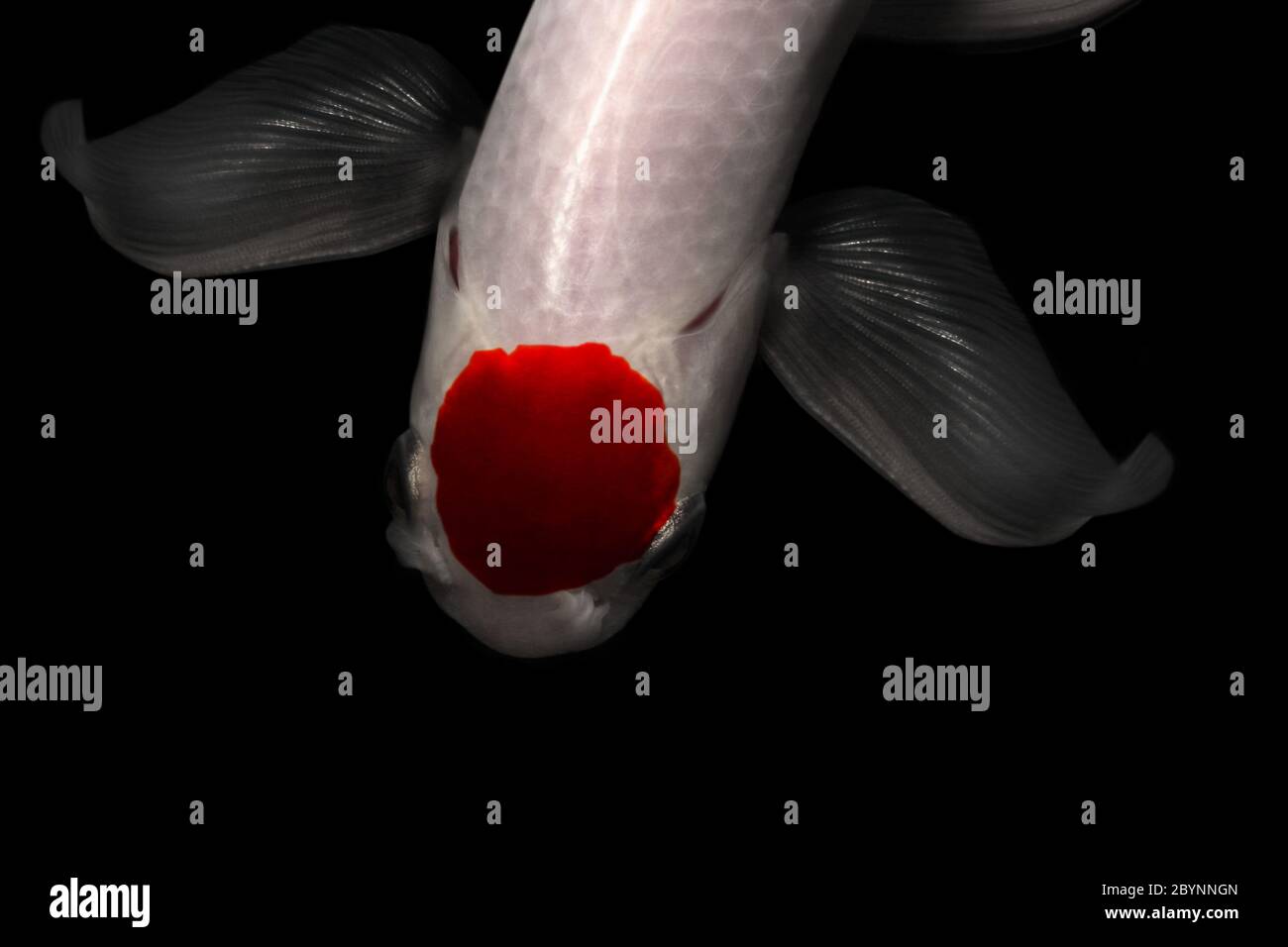 koi carp comet fish tancho traditional japanese aquarium isolated on ...