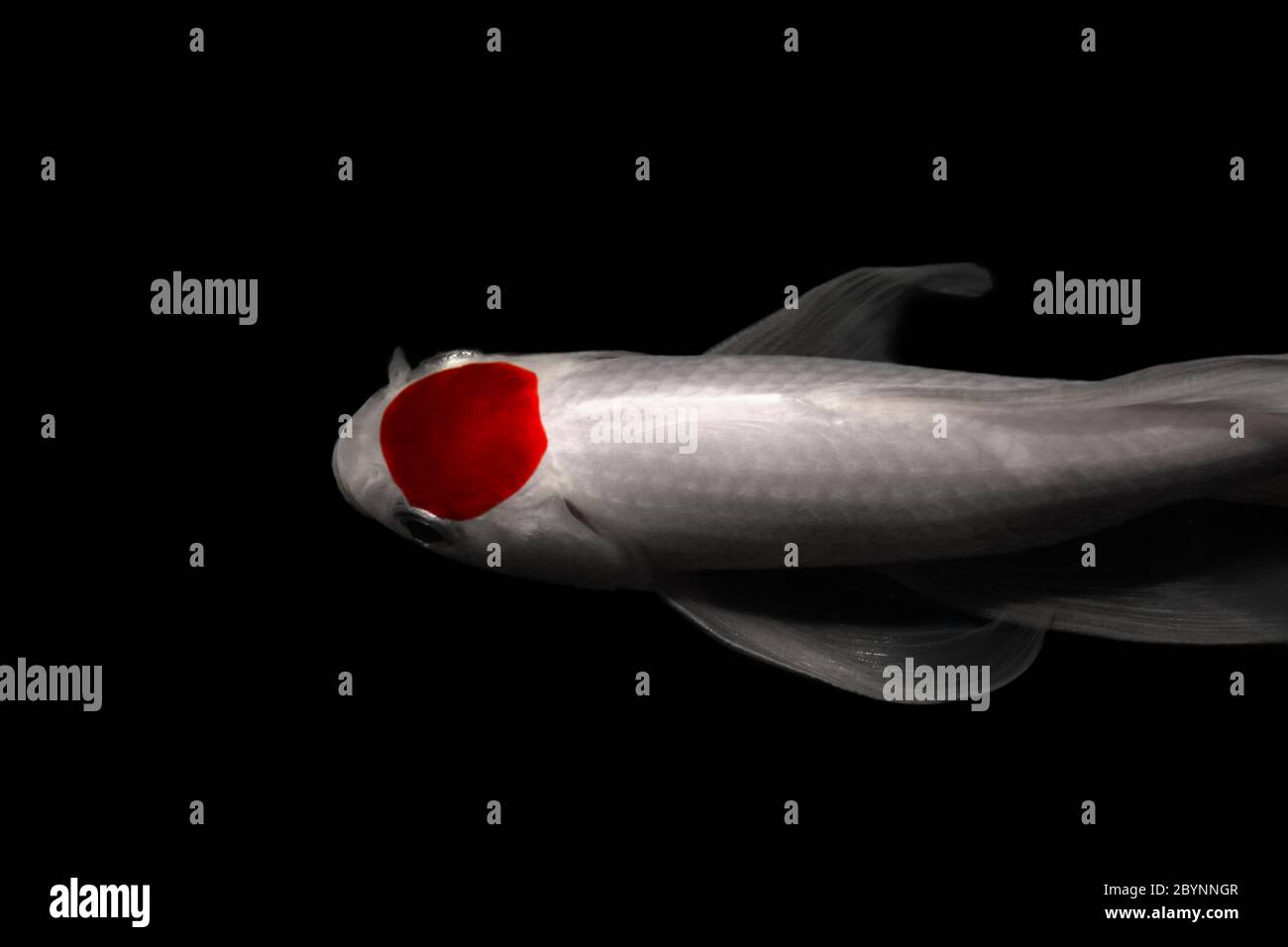 koi carp comet fish tancho traditional japanese aquarium isolated on ...