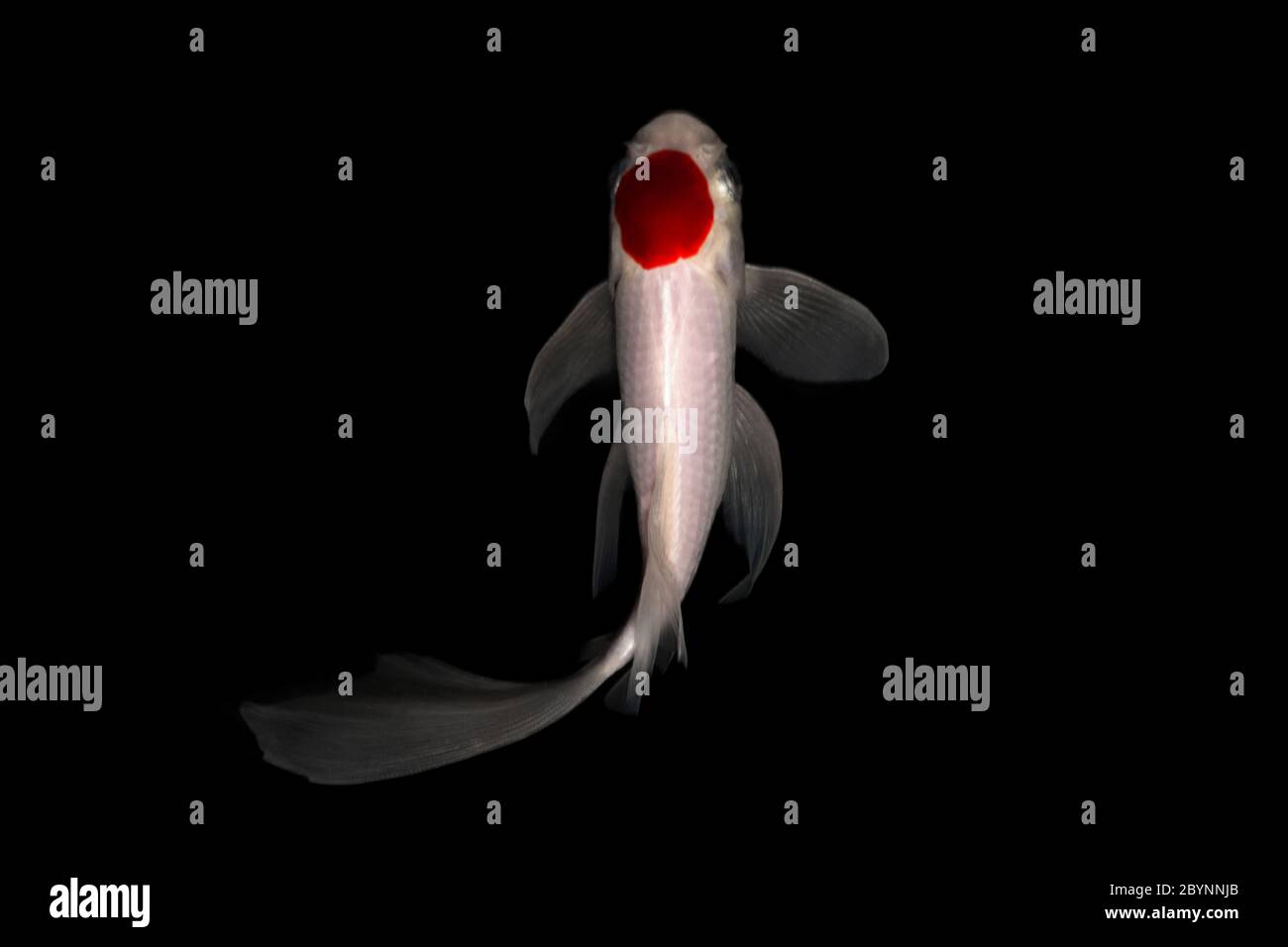 koi carp comet fish tancho traditional japanese aquarium isolated on ...