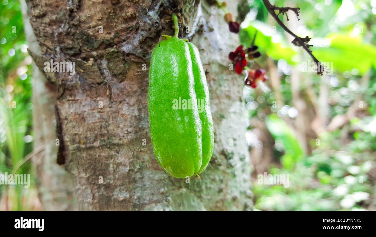 Bilimbi leaf hi-res stock photography and images - Alamy