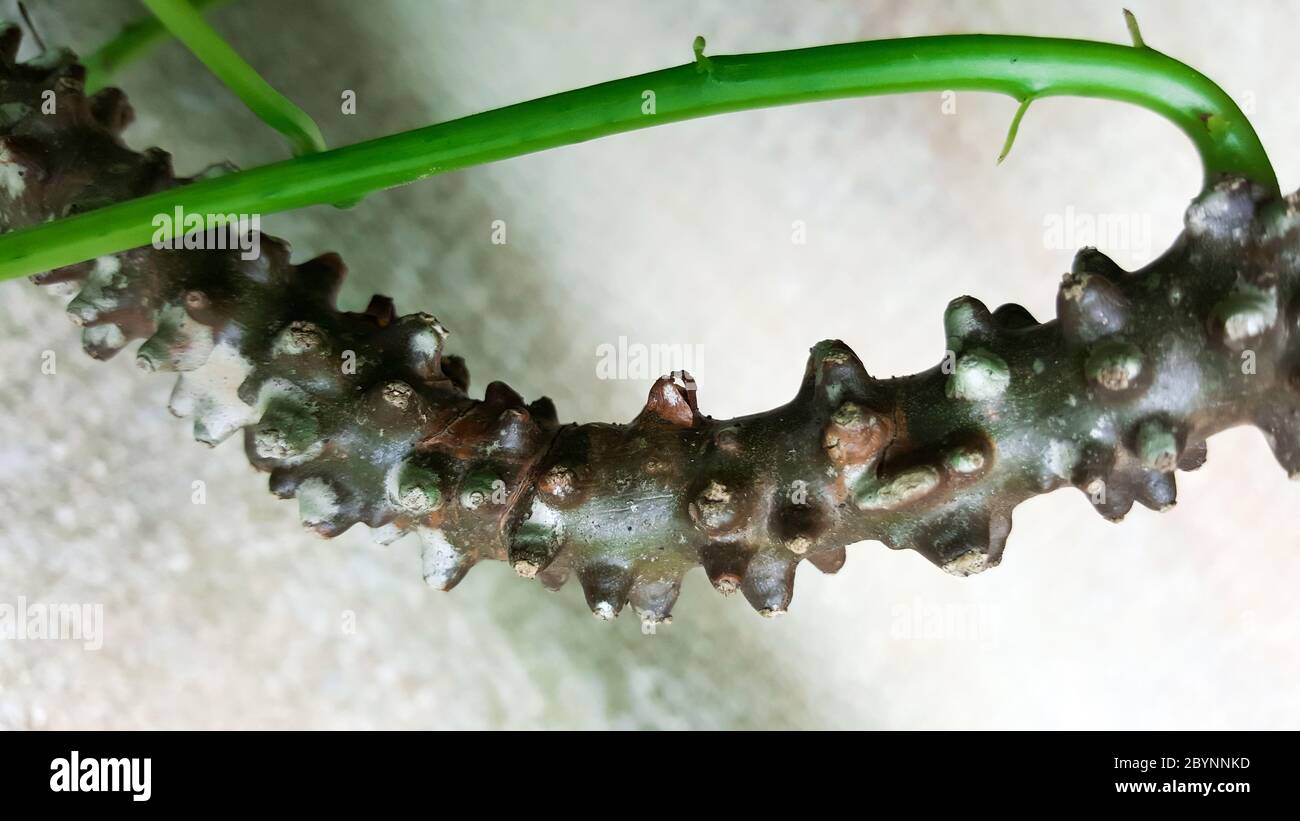 Tinospora cordifolia hi-res stock photography and images - Alamy