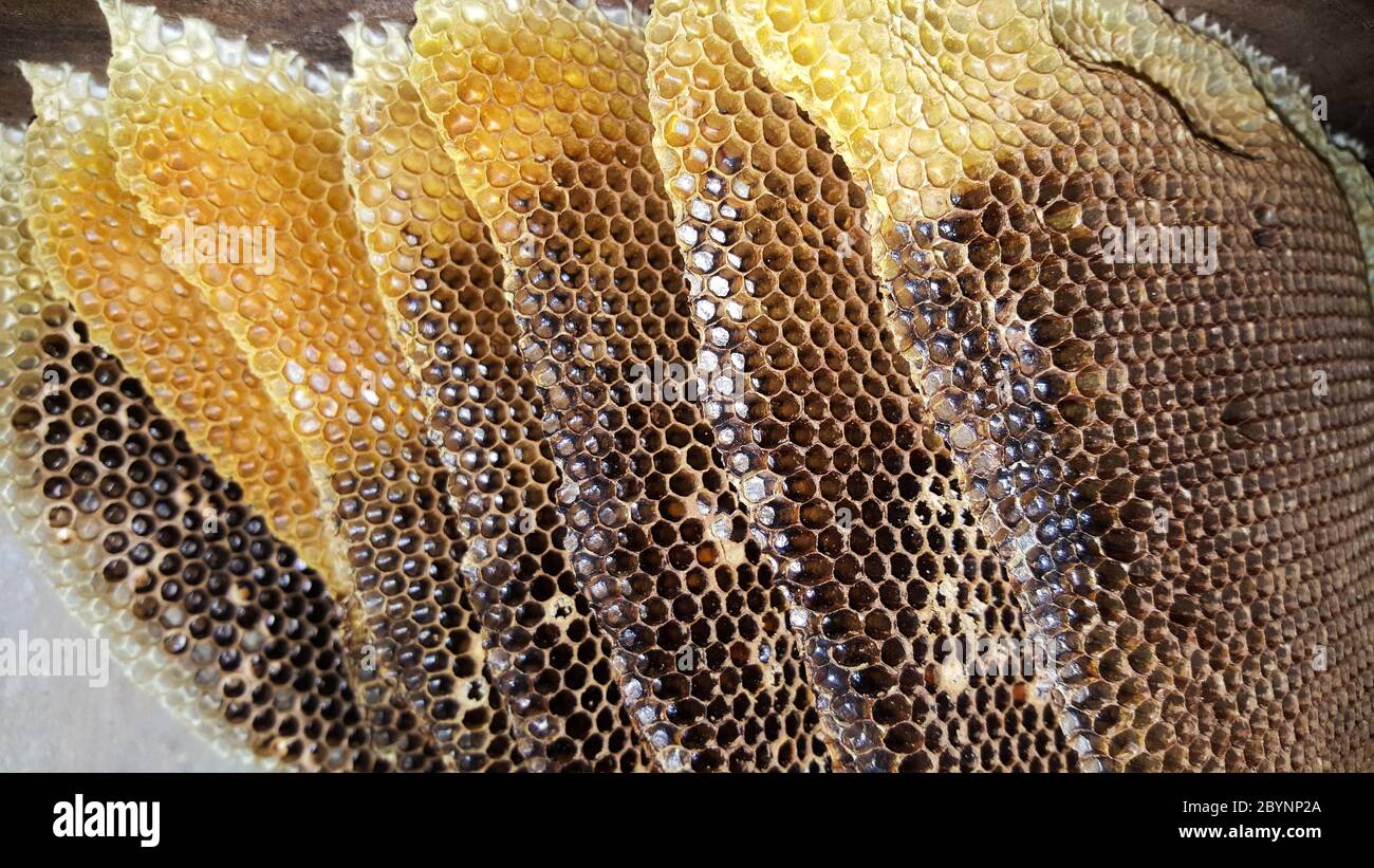 close-up old honeycomb Stock Photo - Alamy