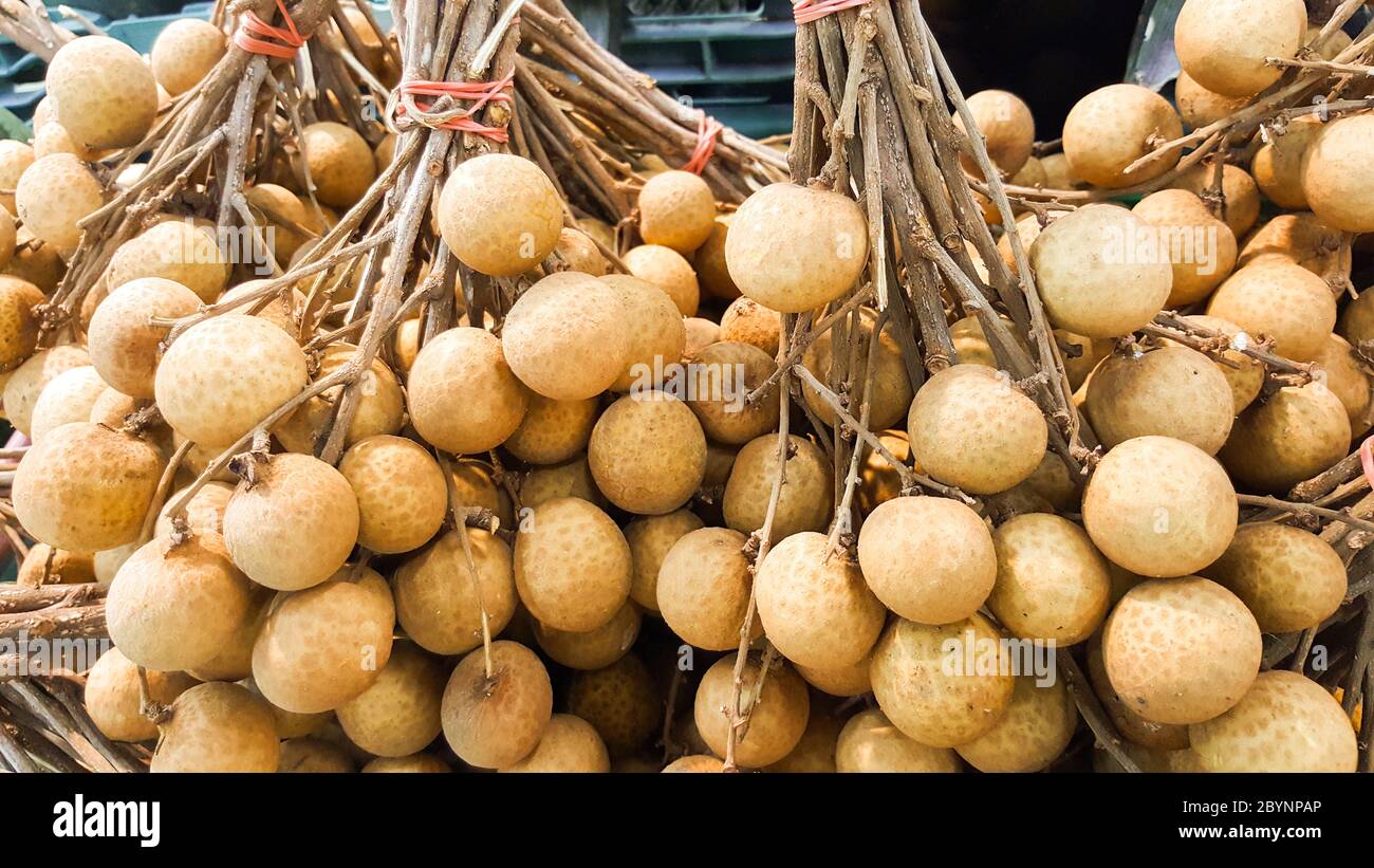 Dimocarpus longan tree hi-res stock photography and images - Alamy