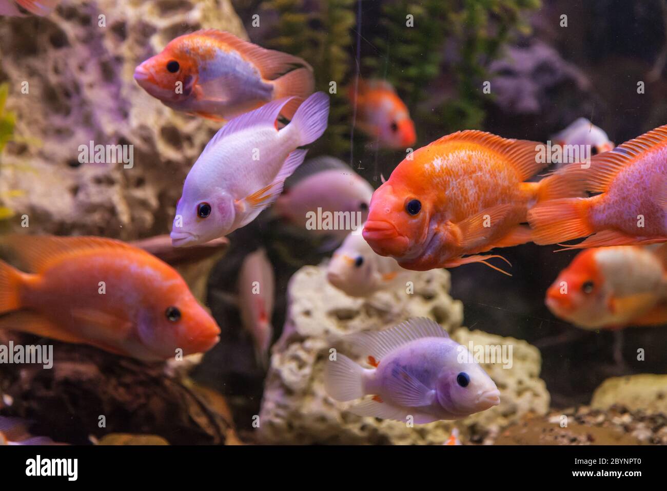 Tropical freshwater aquarium Stock Photo - Alamy