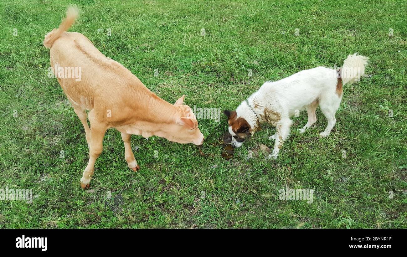 cow and dog on field farm in country, asean Stock Photo - Alamy