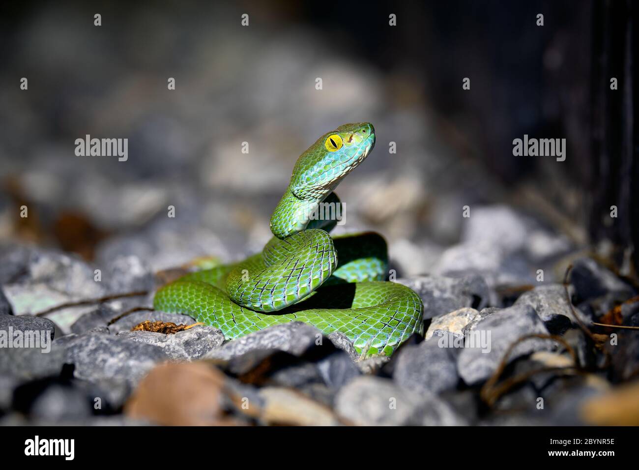 Beautiful large eyed viper ready to hunt at night asian reptile Stock ...