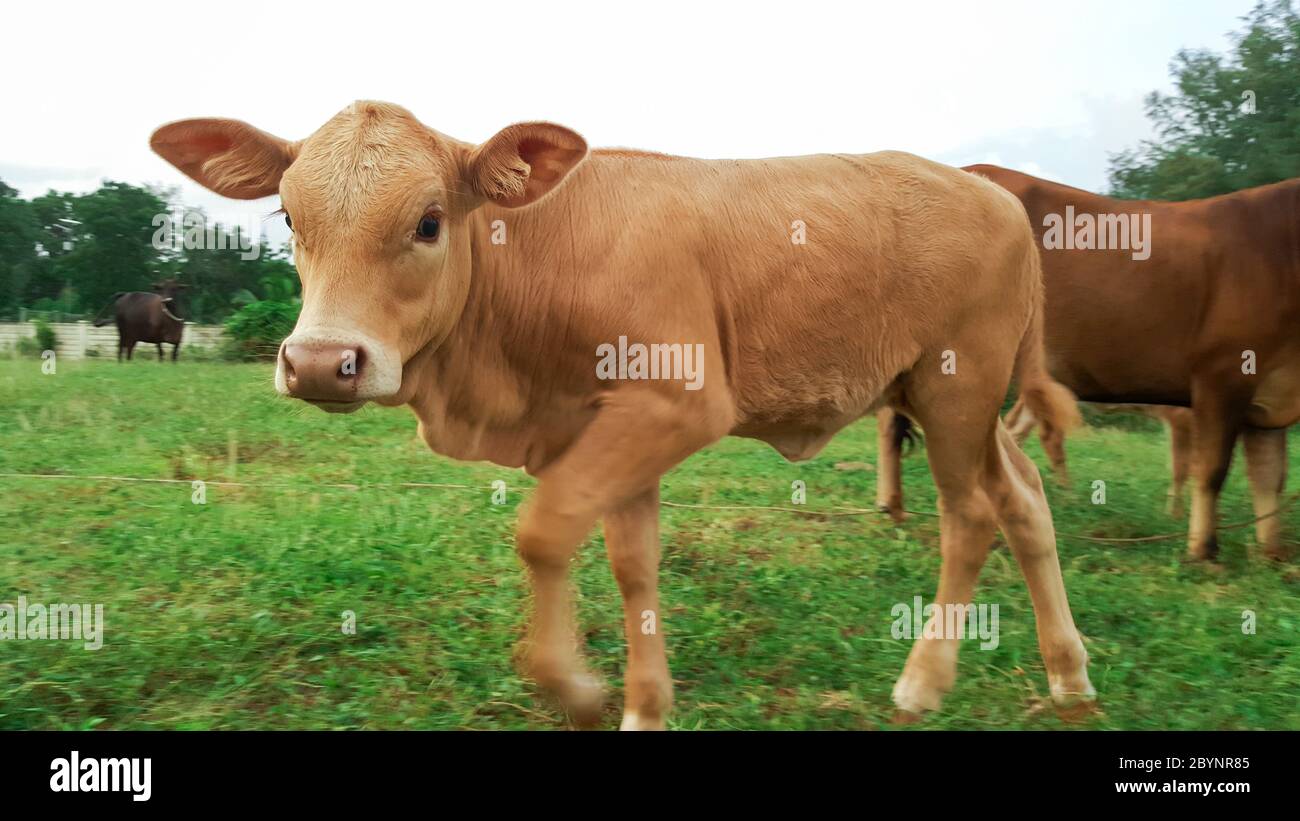 cow on field farm in country, asean Stock Photo - Alamy