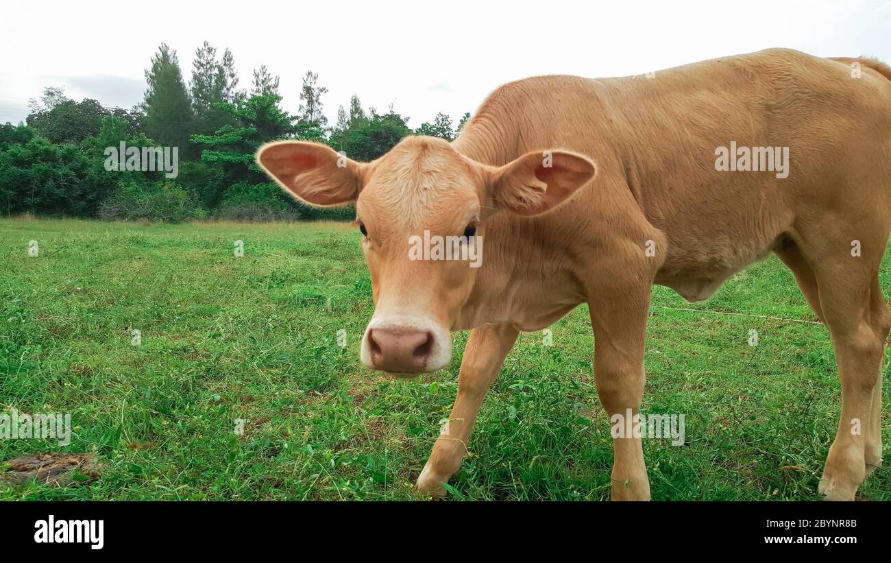 cow on field farm in country, asean Stock Photo - Alamy