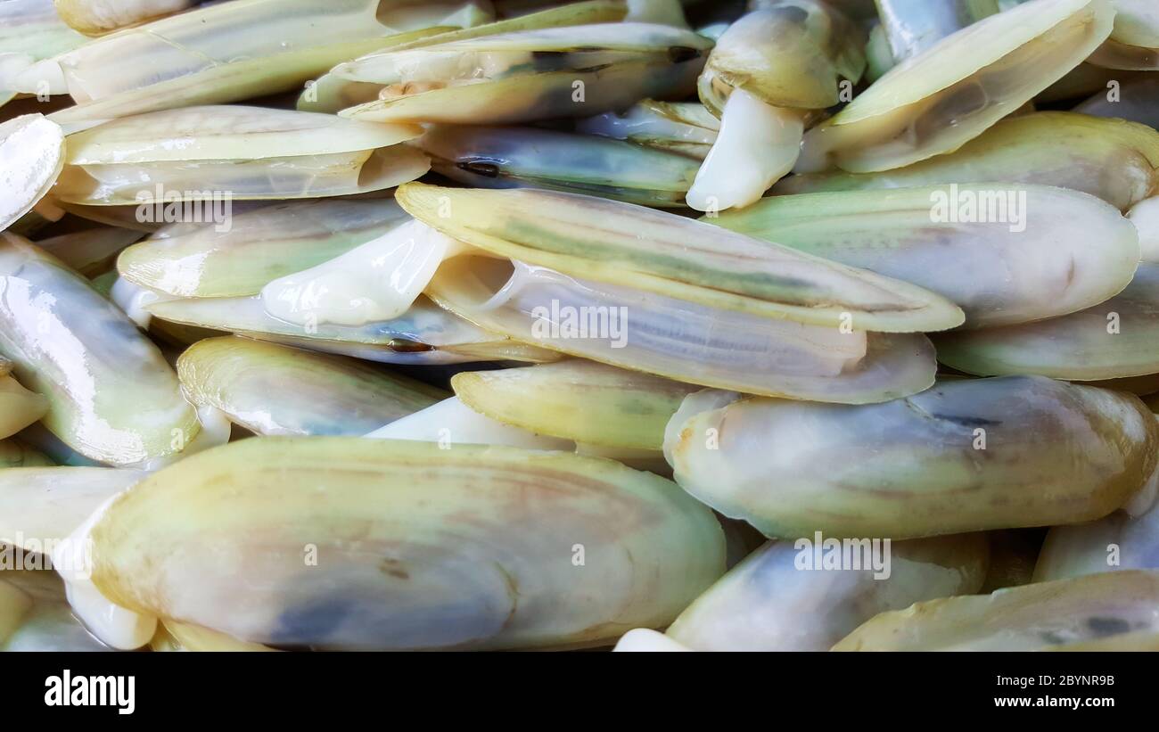 Pharella Javanica High Resolution Stock Photography and Images - Alamy