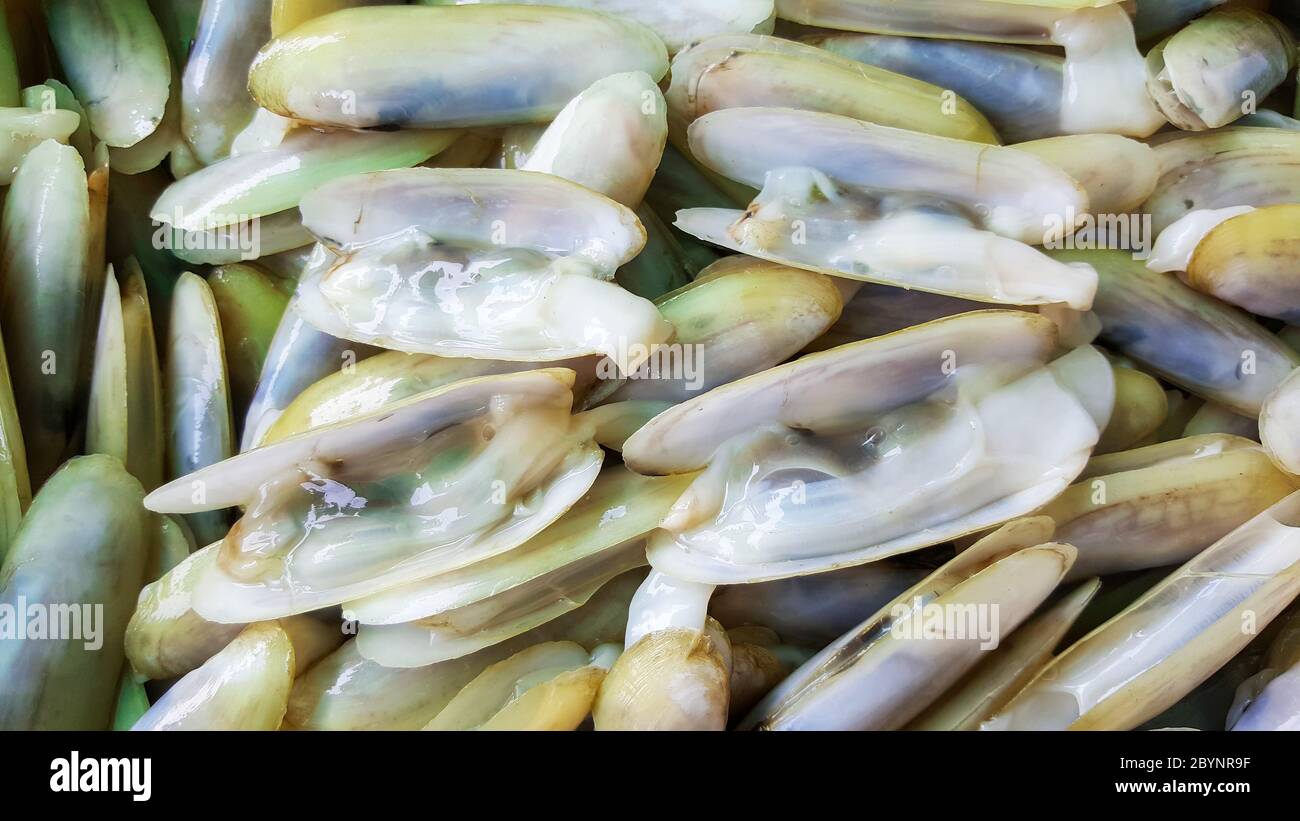 close-up pharella javanica, razor clam shell nature Stock Photo - Alamy