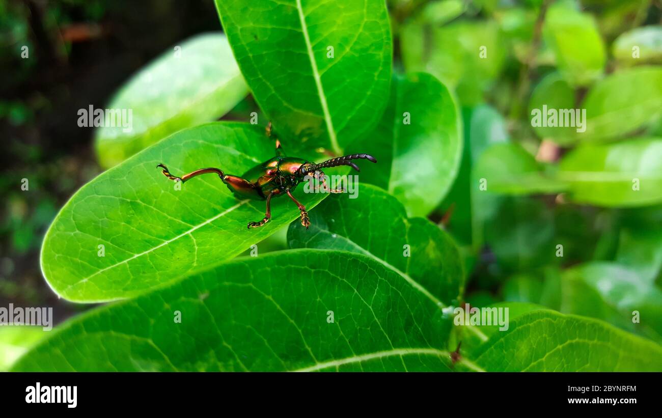 emerald green beetle, weevil Stock Photo - Alamy