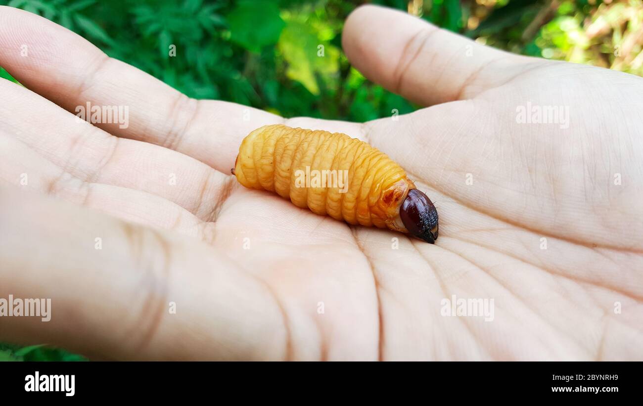 hand hold sago worm, larvae from the red palm weevil Stock Photo - Alamy