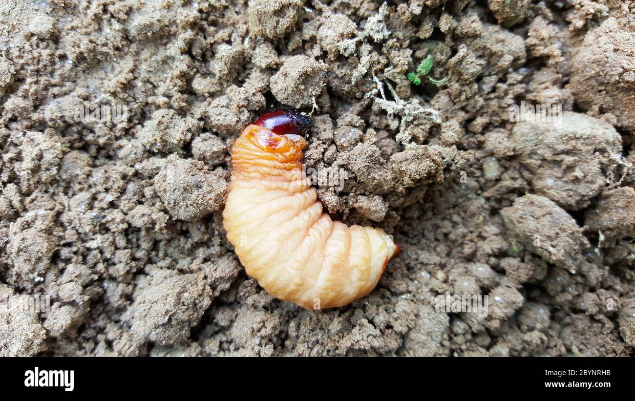 sago worm, larvae from the red palm weevil on soil Stock Photo - Alamy