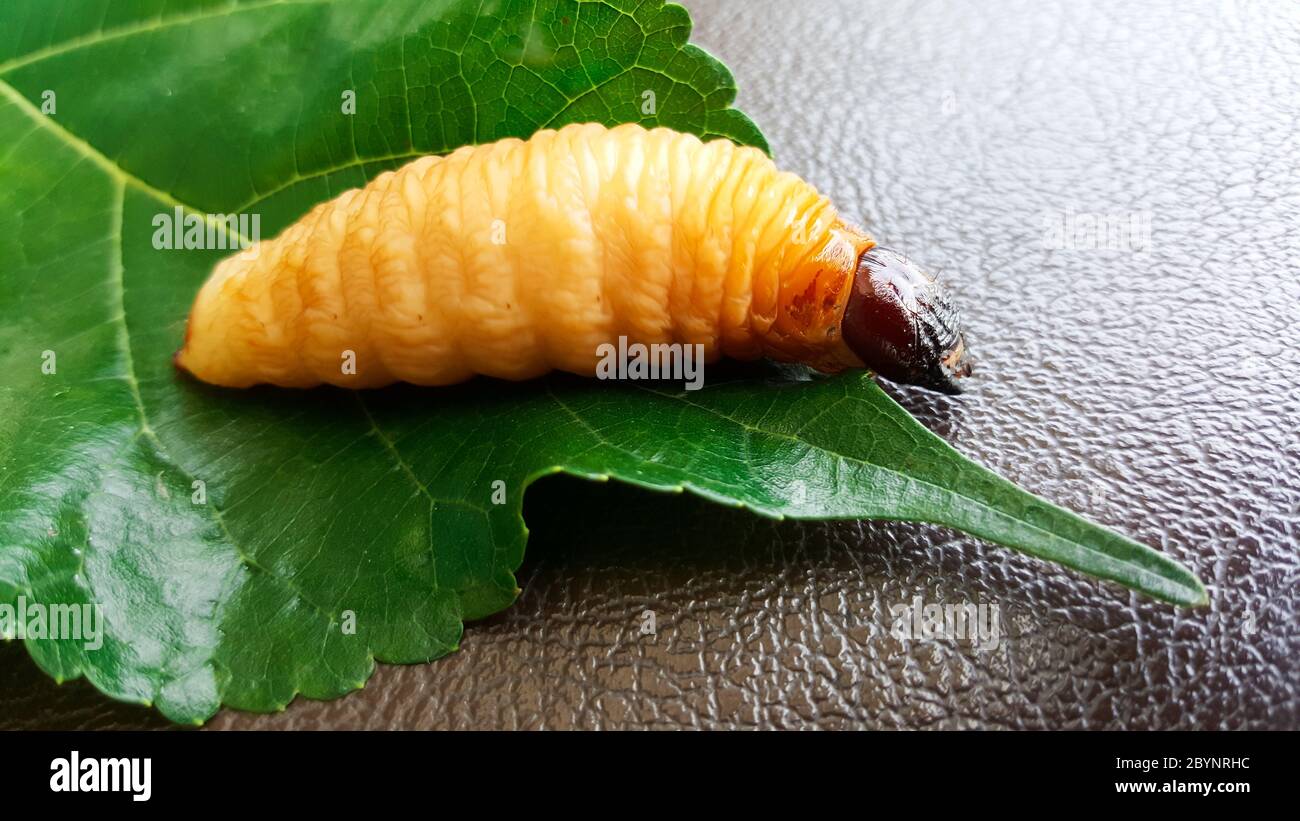 Edible palm weevil larvae rhynchophorus hi-res stock photography and ...