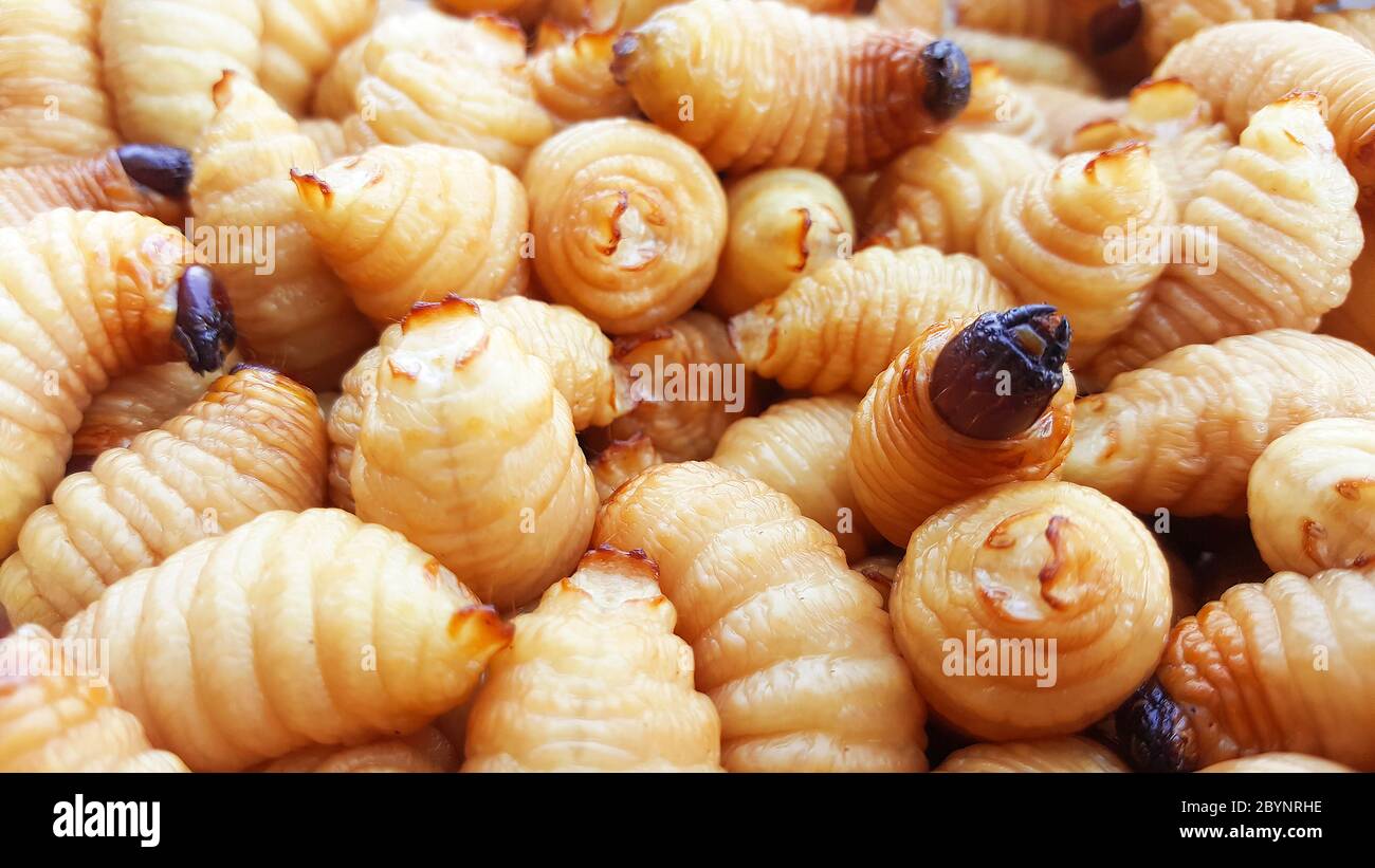 Weevil Of Borneo High Resolution Stock Photography and Images - Alamy