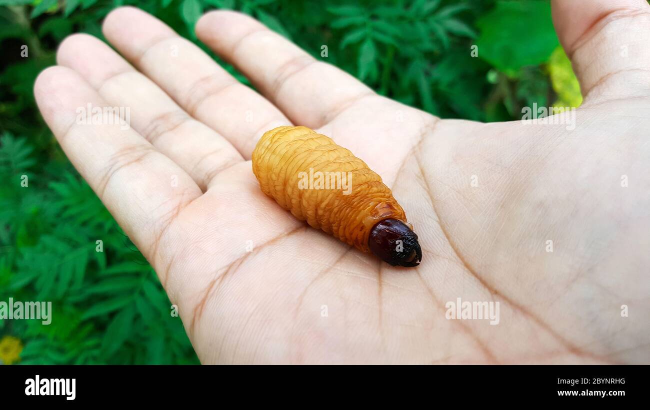 hand hold sago worm, larvae from the red palm weevil Stock Photo - Alamy