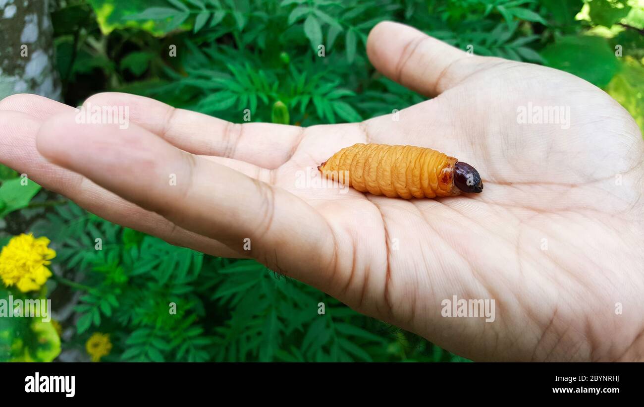 Edible palm weevil larvae rhynchophorus hi-res stock photography and ...