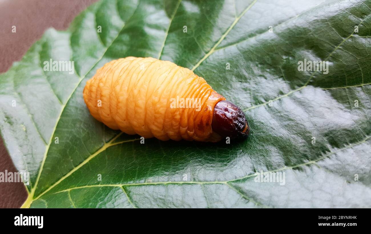 sago worm, larvae from the red palm weevil on green leaf Stock Photo ...