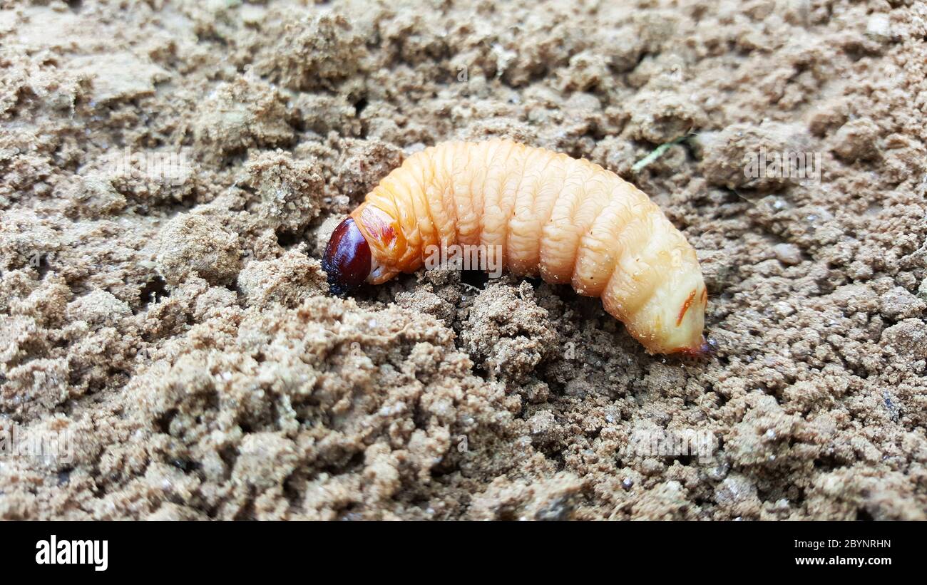 sago worm, larvae from the red palm weevil on soil Stock Photo - Alamy