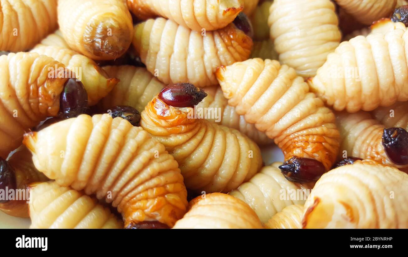 sago worm, larvae from the red palm weevil Stock Photo - Alamy