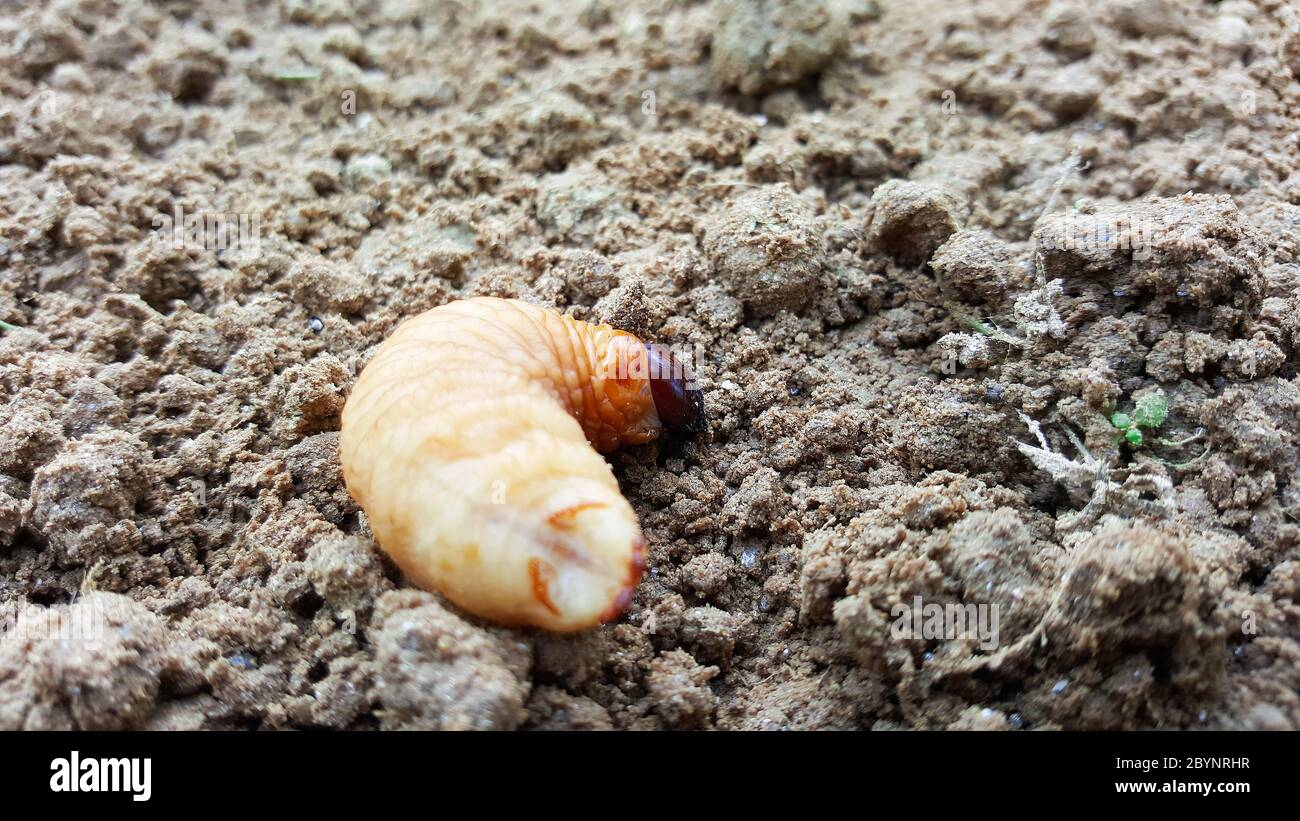 sago worm, larvae from the red palm weevil on soil Stock Photo - Alamy