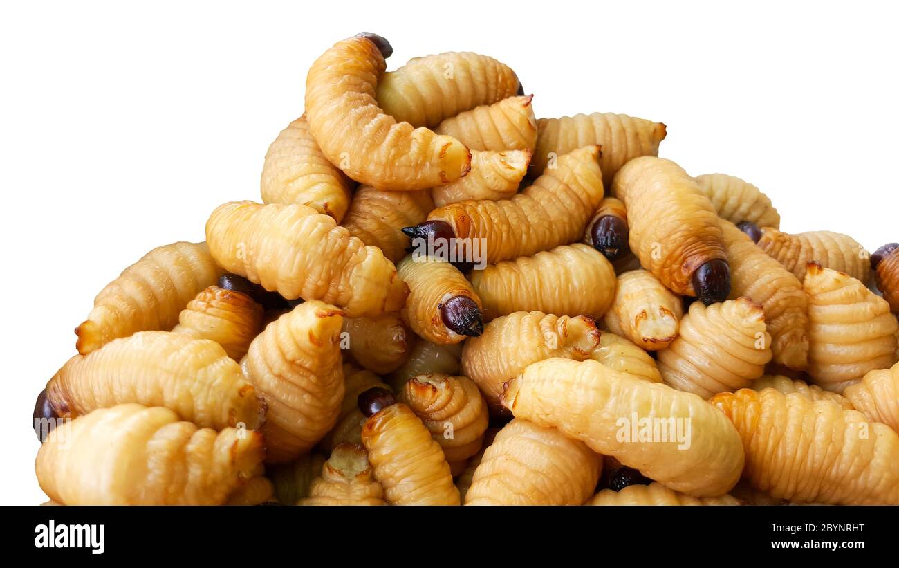 Edible palm weevil larvae rhynchophorus hi-res stock photography and ...