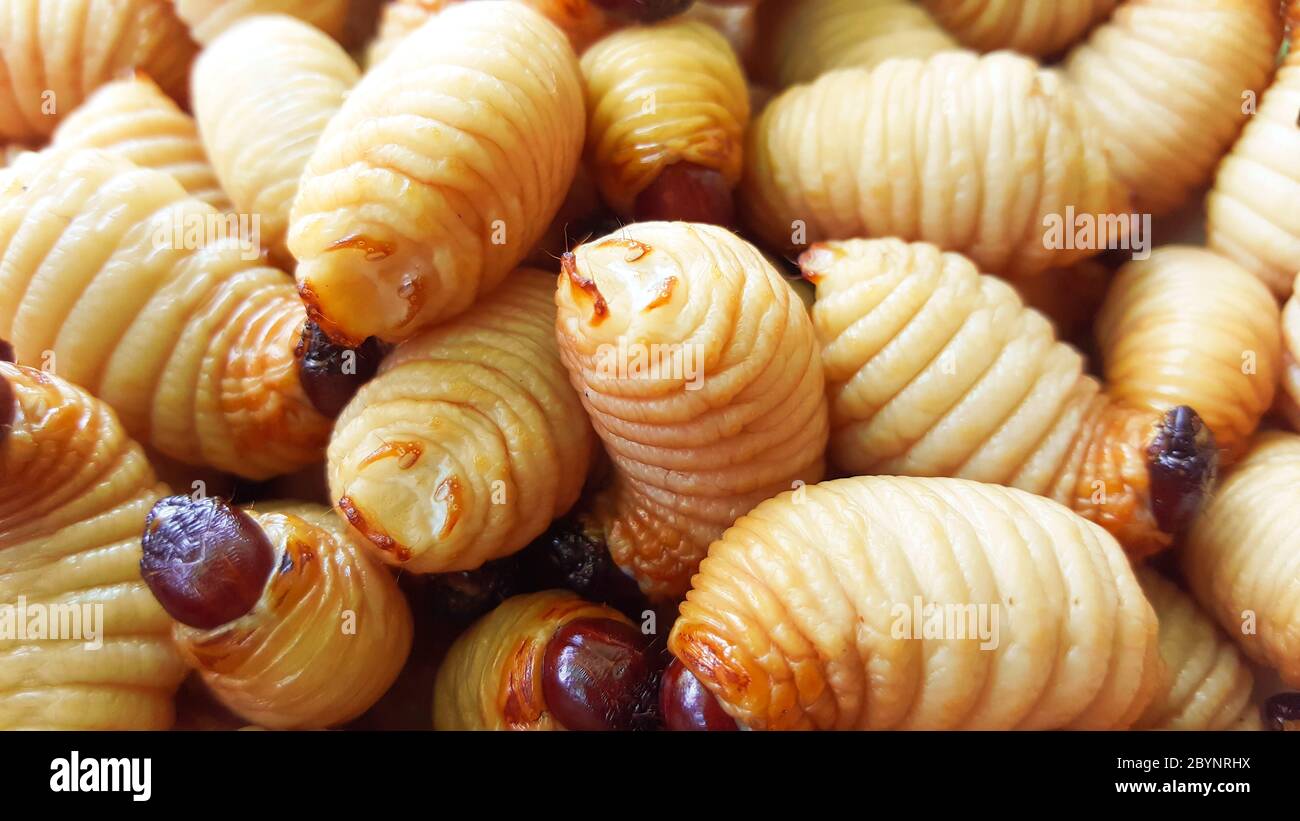 Weevil Of Borneo High Resolution Stock Photography and Images - Alamy