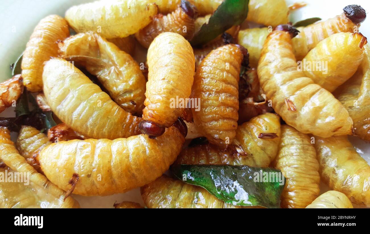 Sago worm hi-res stock photography and images - Alamy