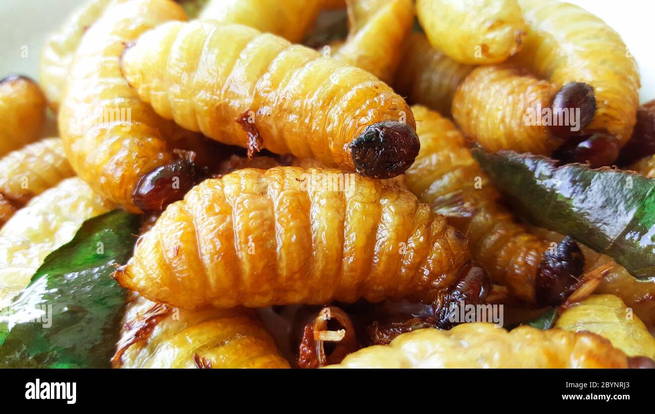 sago worm, larvae from the red palm weevil Stock Photo - Alamy