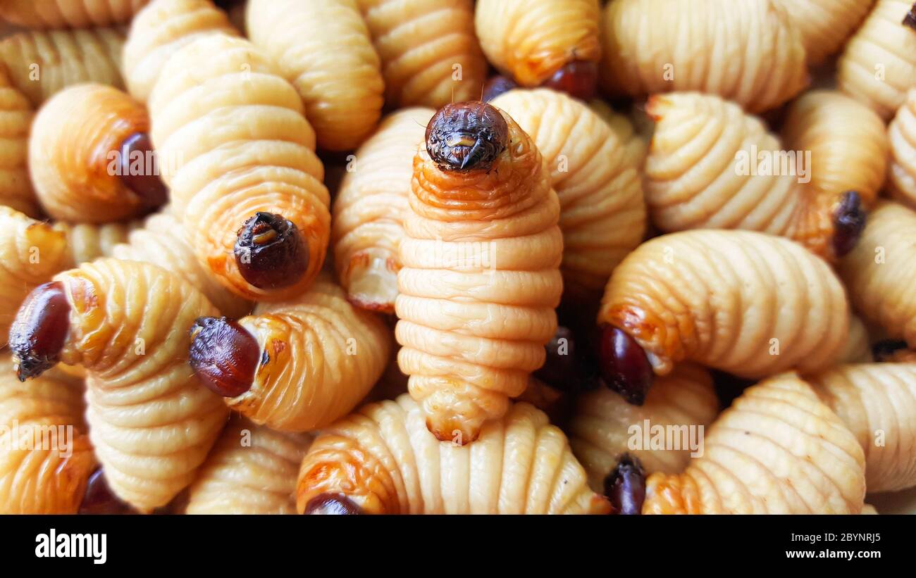 sago worm, larvae from the red palm weevil Stock Photo - Alamy