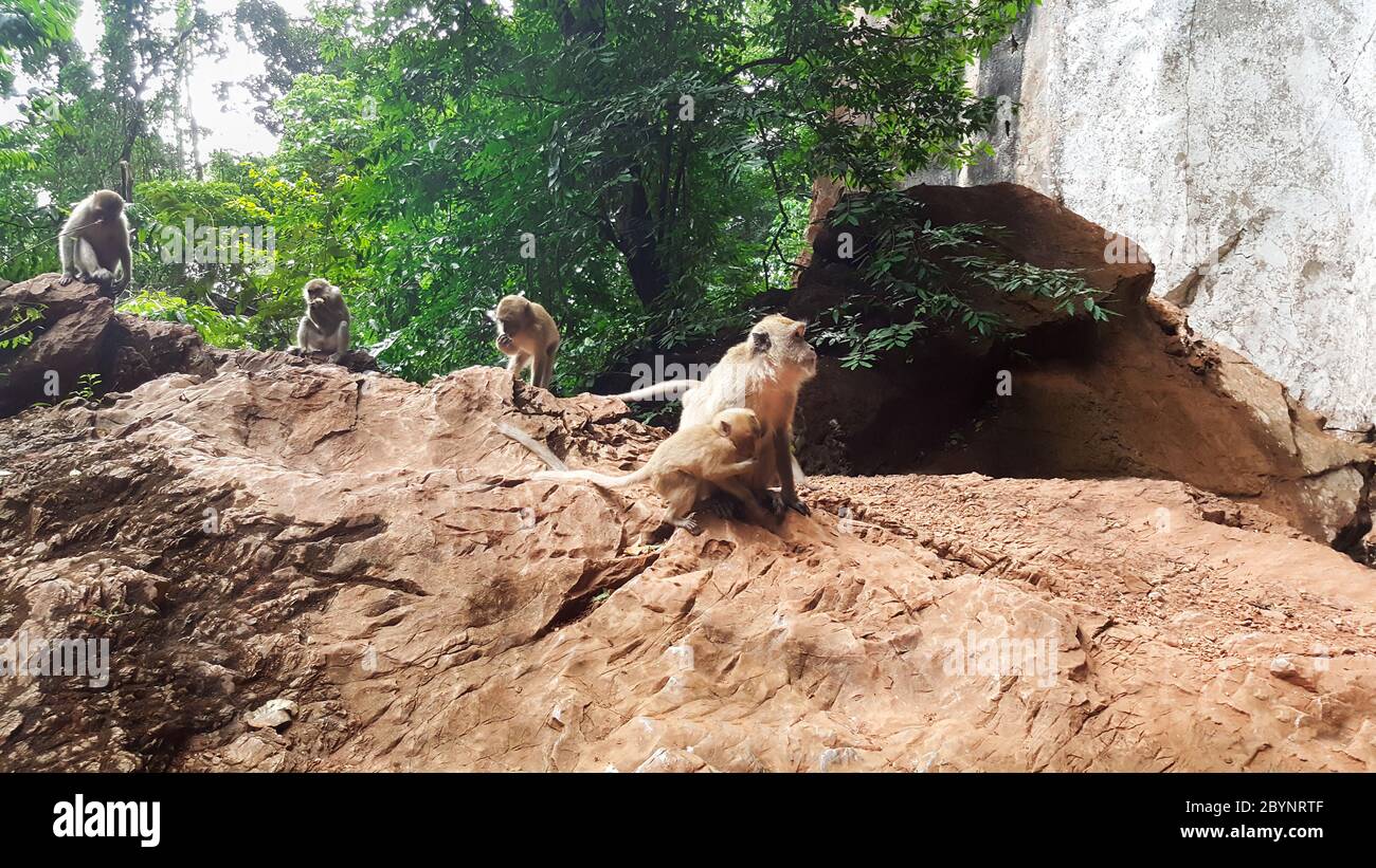 a colony of monkeys in nature forest Stock Photo - Alamy