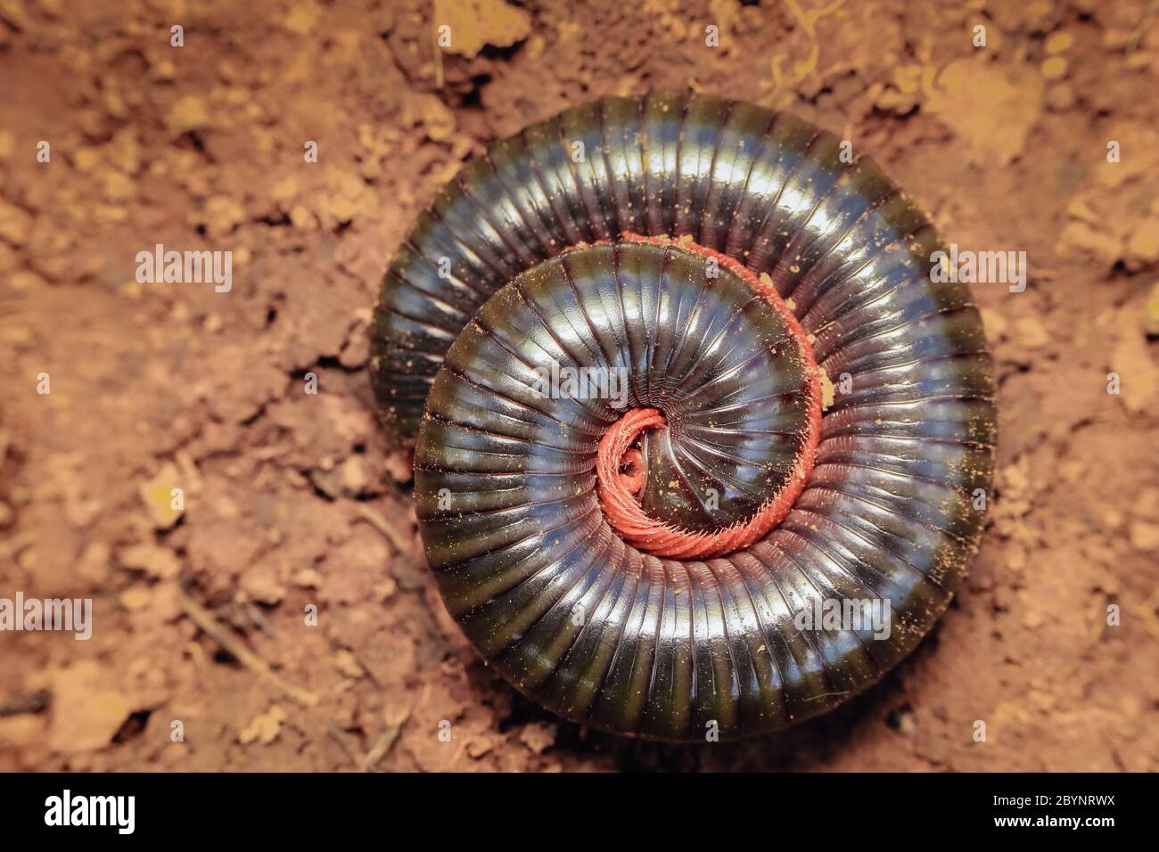 Millipede, Saswad, Maharashtra, India Stock Photo - Alamy