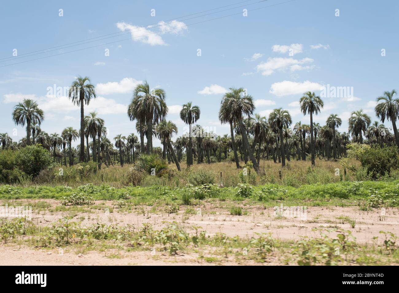 Field of butia palm trees, butia capitata, on the sides of the Camino ...