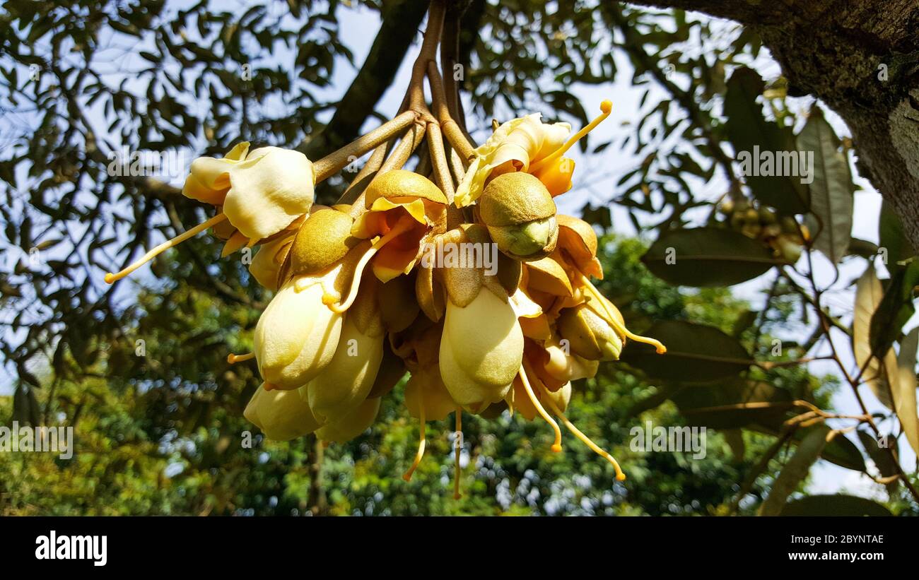 Durian flower hi-res stock photography and images - Alamy