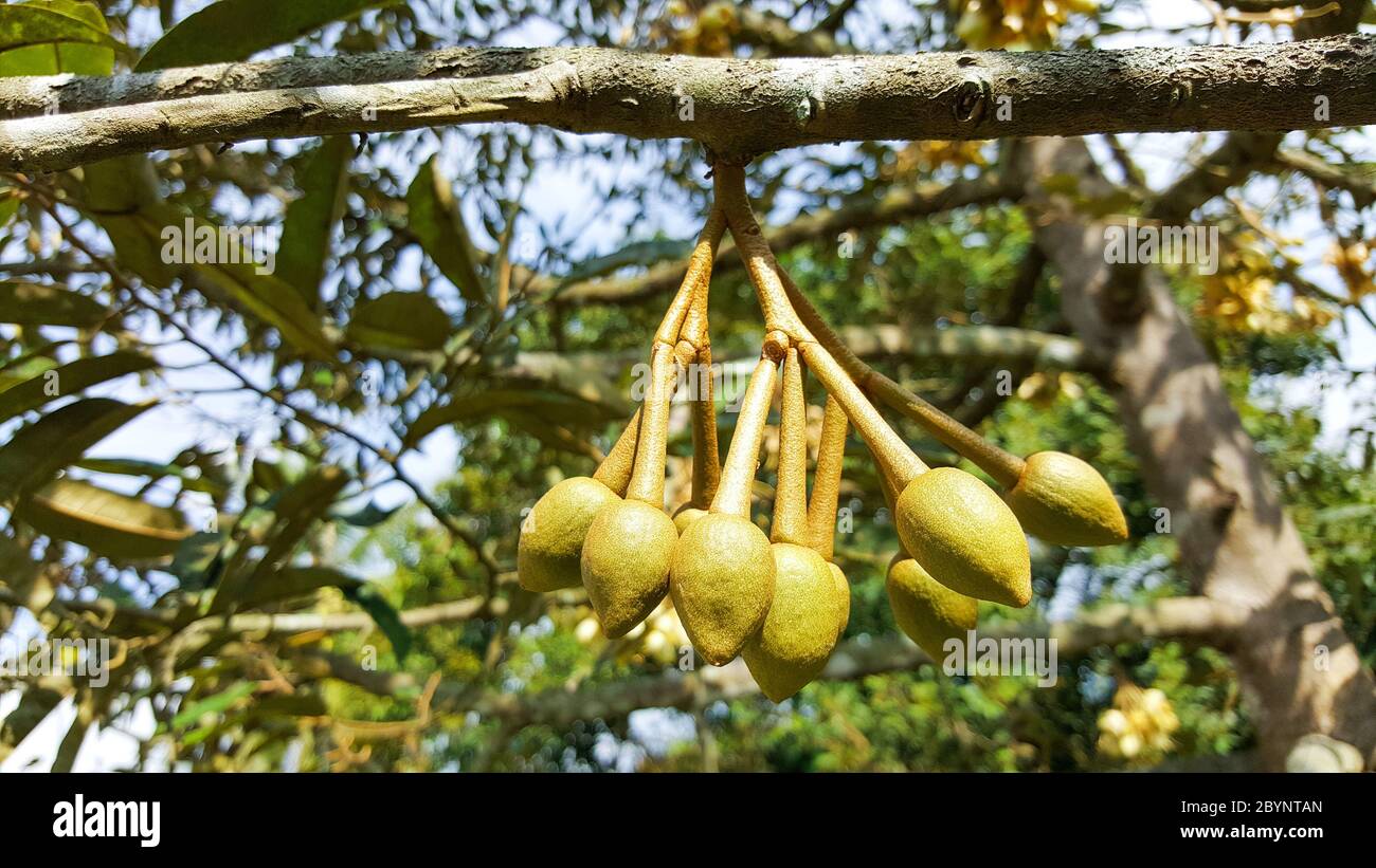 close-up durian fruit plant and flower in garden, thailand Stock Photo ...
