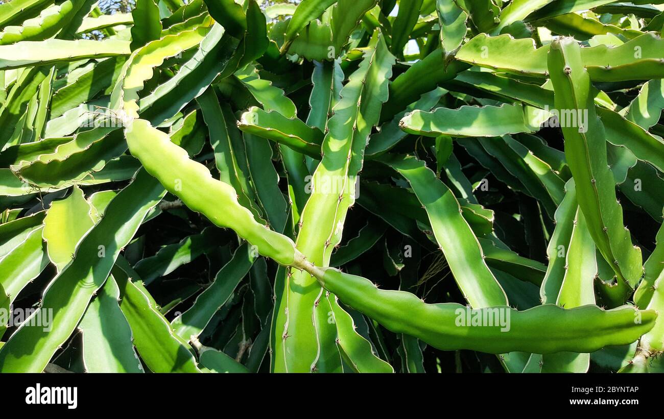 close-up dragon fruit plant in garden Stock Photo - Alamy