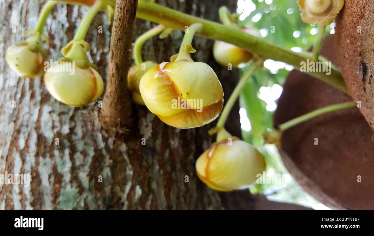 close-up sala tree, shorea robusta, flower and fruit Stock Photo - Alamy