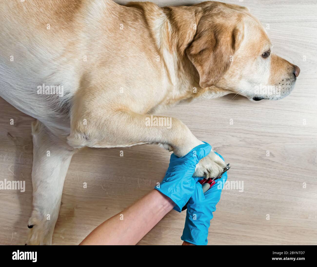 vet cuts Claws by white labrador Stock Photo - Alamy