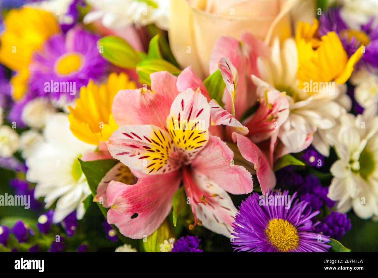 spring flowers background on white background Stock Photo - Alamy