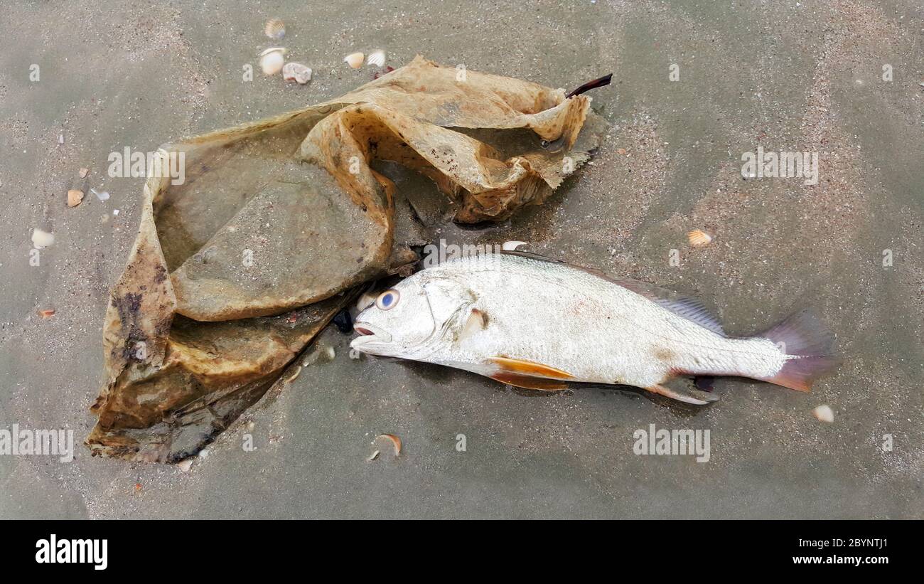 dead fish with plastic bag trash on sea beach Stock Photo - Alamy